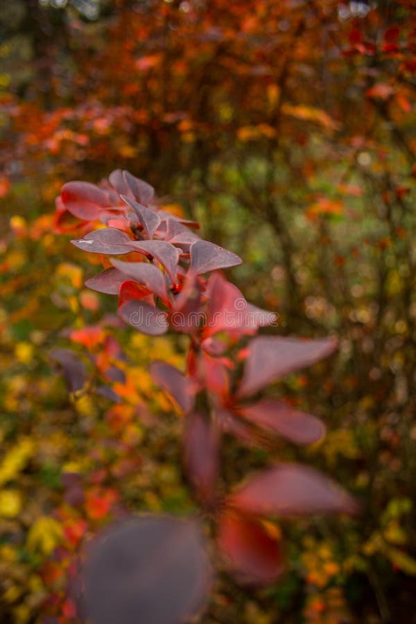 Red Autumn Leaves on the Tree in Forest Stock Image - Image of nature ...