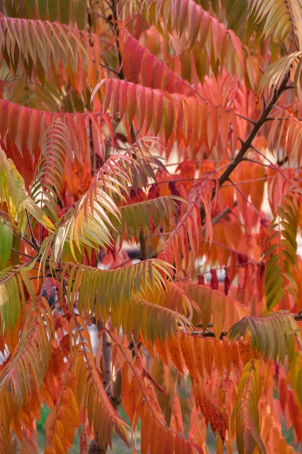 Red Autumn Leaves of the Trees. Autumn Trees. Background Stock Photo ...