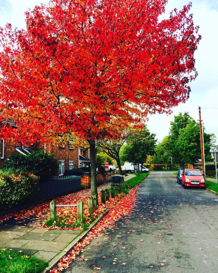 The red autumn editorial stock photo. Image of lovely - 79970023