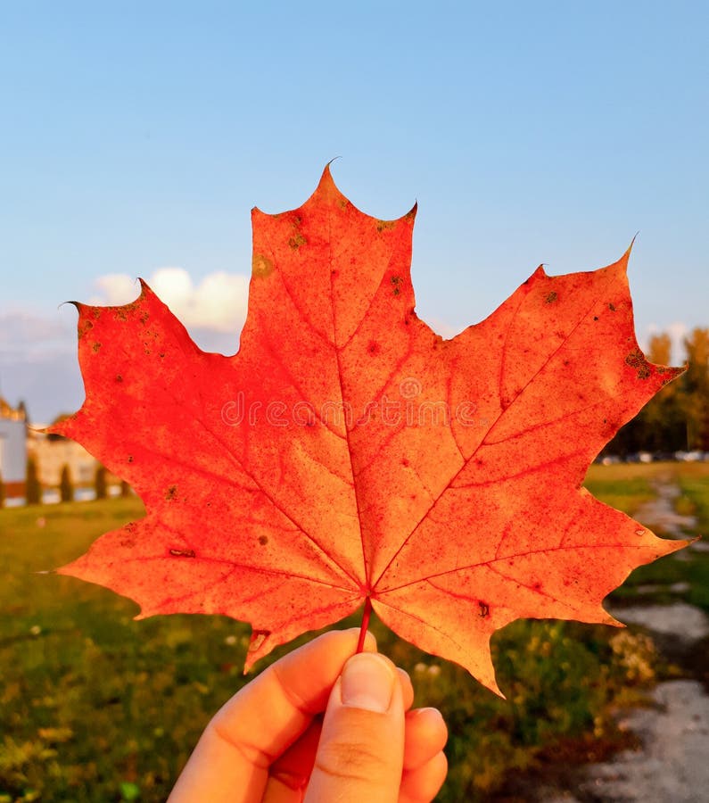 Red Autumn Maple Leaf in Hand Against Stock Image - Image of leaf ...