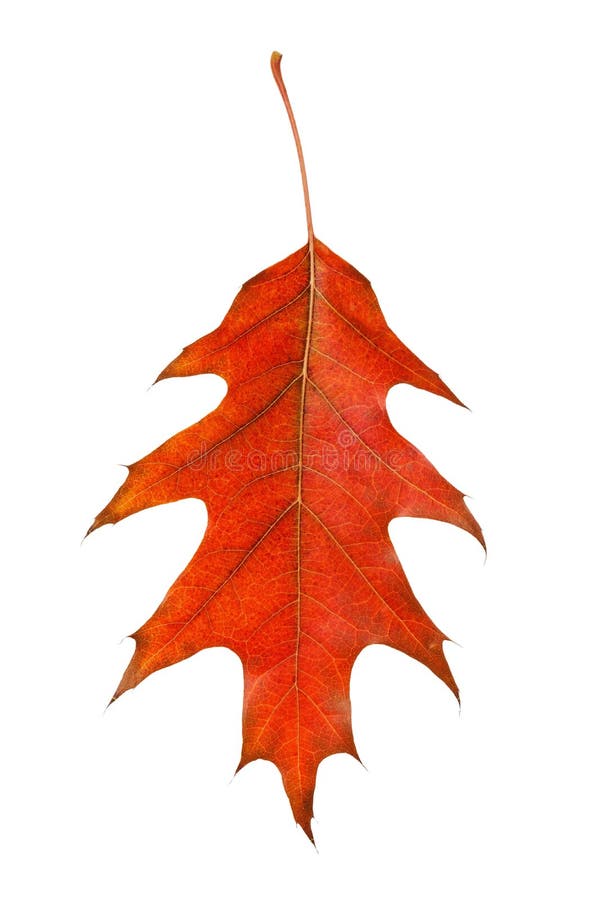 Red Autumn Maple Leaf Isolated Stock Photo - Image of close, flora ...