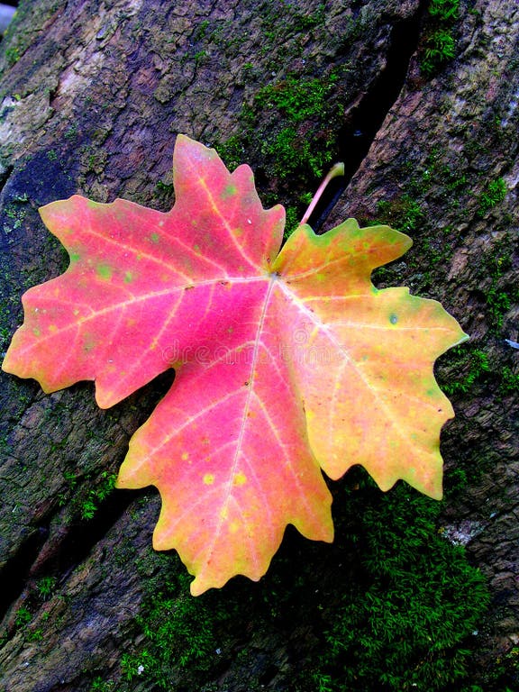 Red Autumn Maple Leaf on Mossy Tree Stump Stock Photo - Image of stem ...