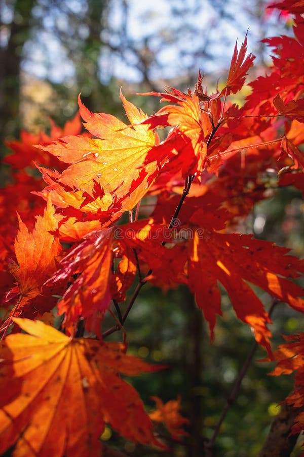 Red Autumn Maple Leaves Illuminated by the Sun Stock Image - Image of ...