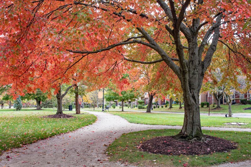 Red Autumn Maple Tree Along Urban Park Walking Path Stock Image - Image ...