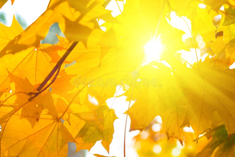 Autumn Maple Tree Branch in Light of Sparkle Sun Stock Image - Image of ...