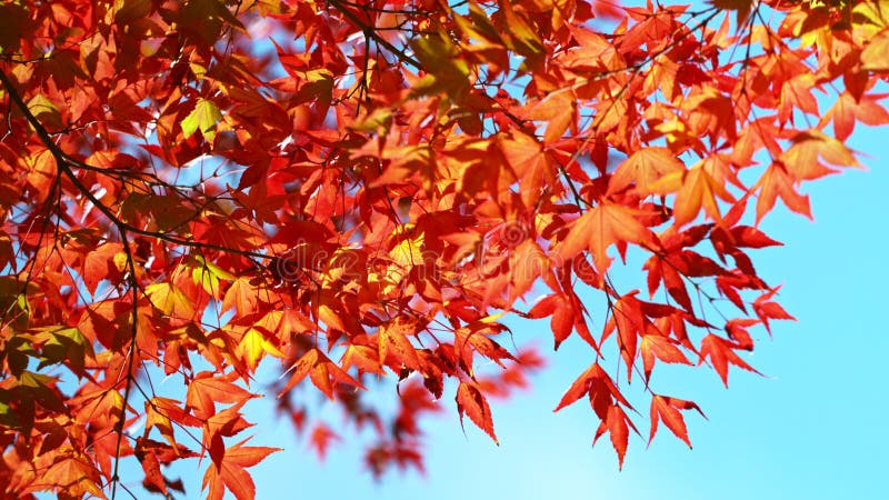 Red Autumn Maple Tree with Falling Leaves Stock Photo - Image of park ...