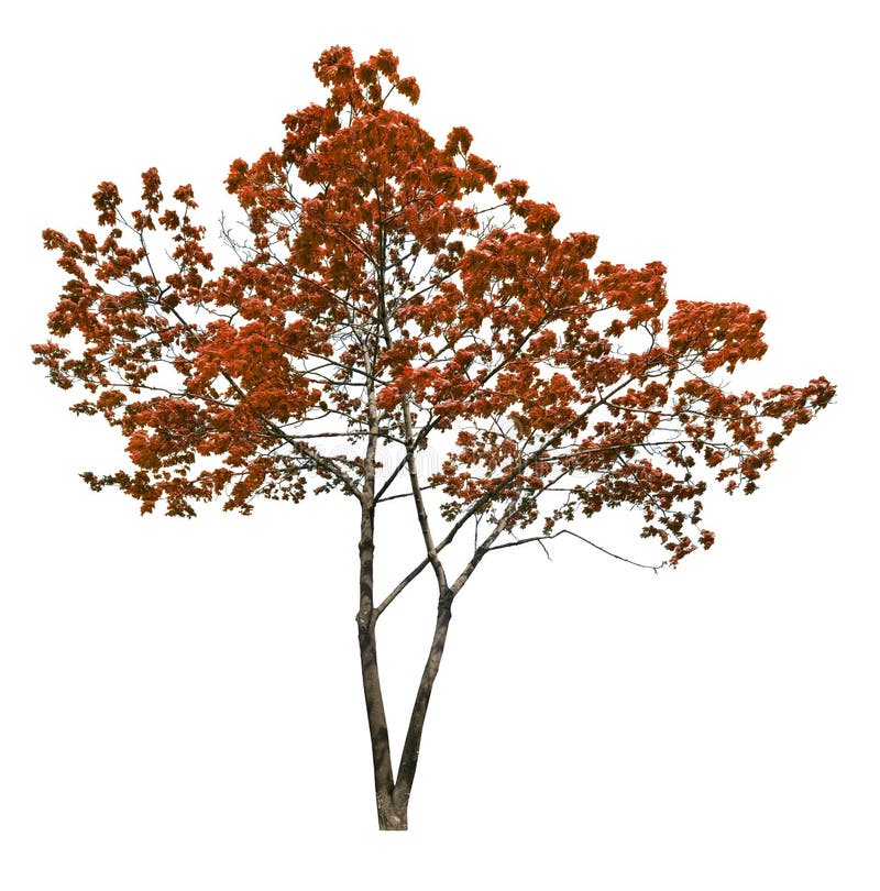 Red Autumn Maple Tree Isolated on White Background Stock Image - Image ...