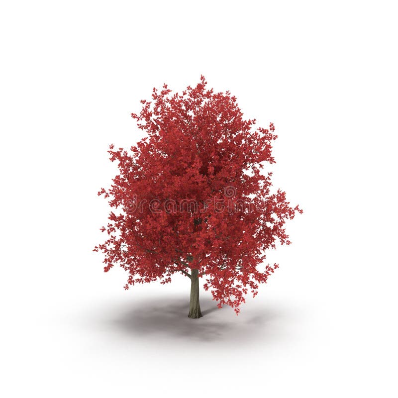 Red Autumn Maple Tree Isolated on White. 3D Illustration Stock ...
