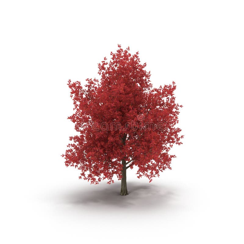 Red Autumn Maple Tree Isolated on White. 3D Illustration Stock ...