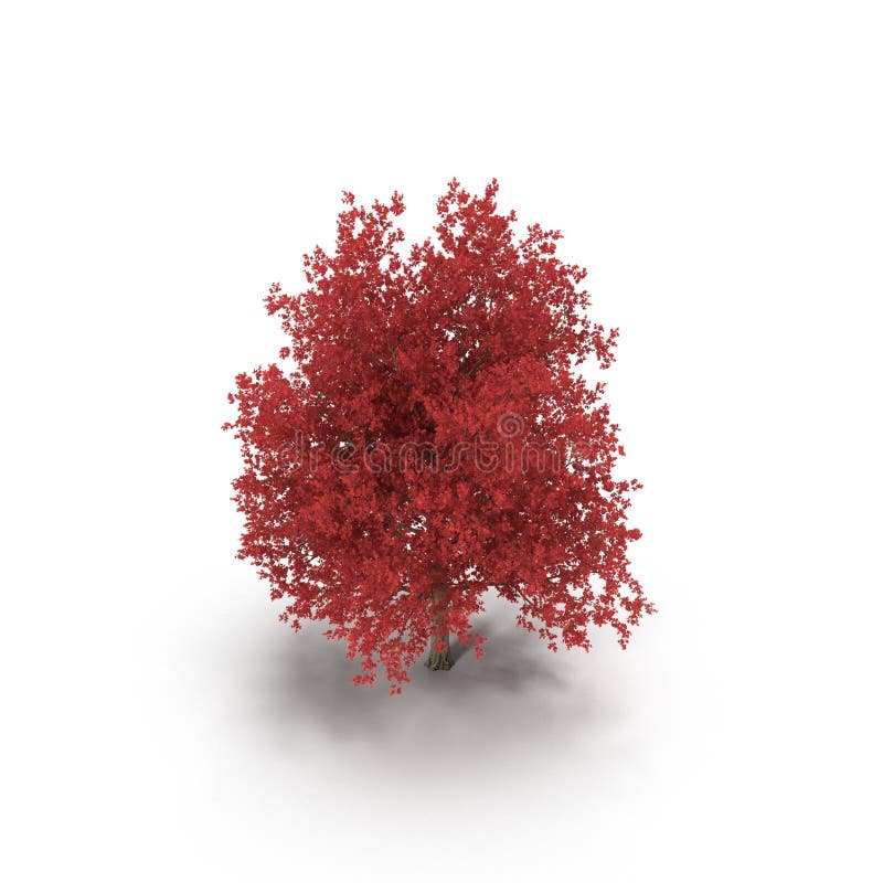 Red Autumn Maple Tree Isolated on White. 3D Illustration Stock ...