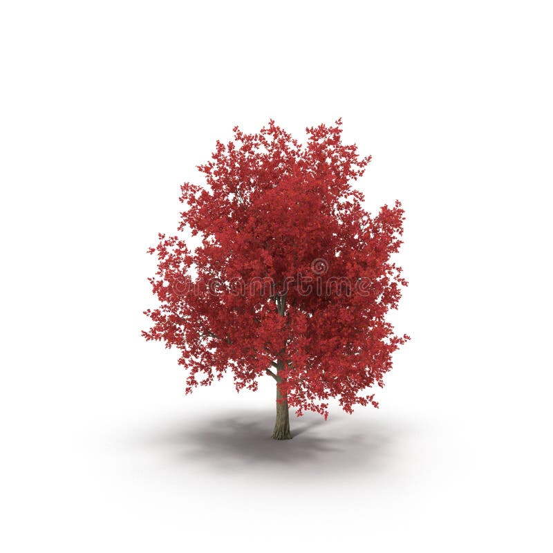 Red Autumn Maple Tree Isolated on White. 3D Illustration Stock ...