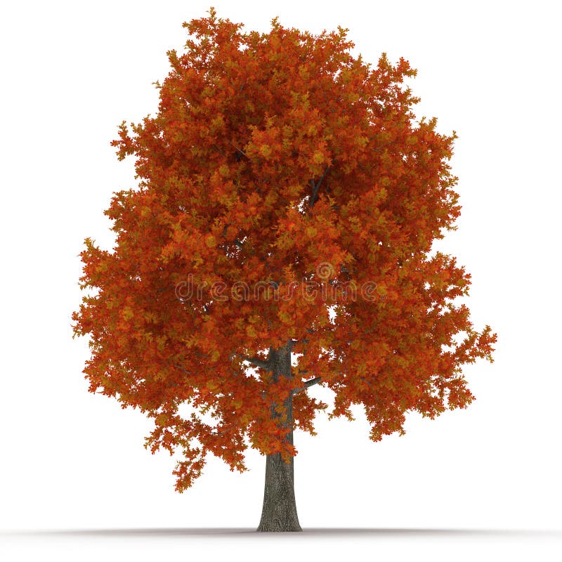 Red Autumn Maple Tree Isolated on White. 3D Illustration Stock ...