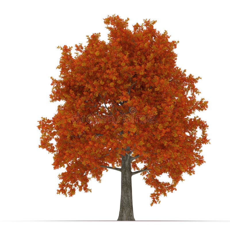 Red Autumn Maple Tree Isolated On White. 3D Illustration Stock ...