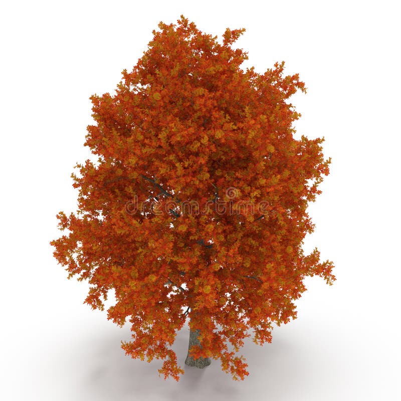 Red Autumn Maple Tree Isolated On White. 3D Illustration Stock ...