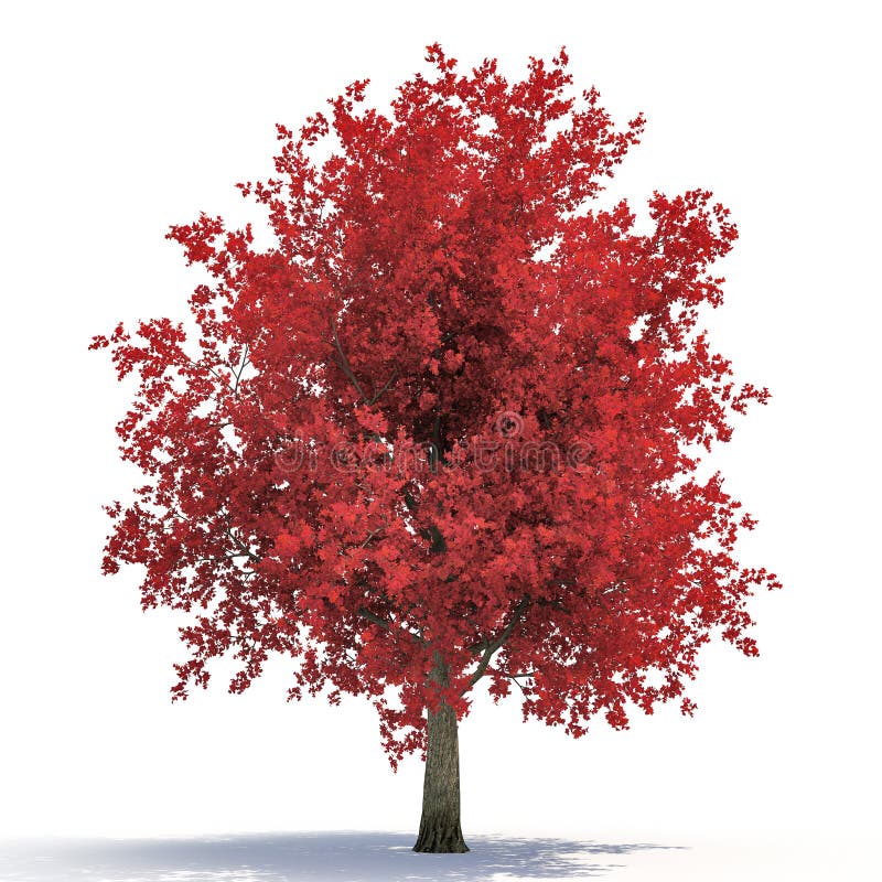 Red Autumn Maple Tree Isolated On White. 3D Illustration Stock ...