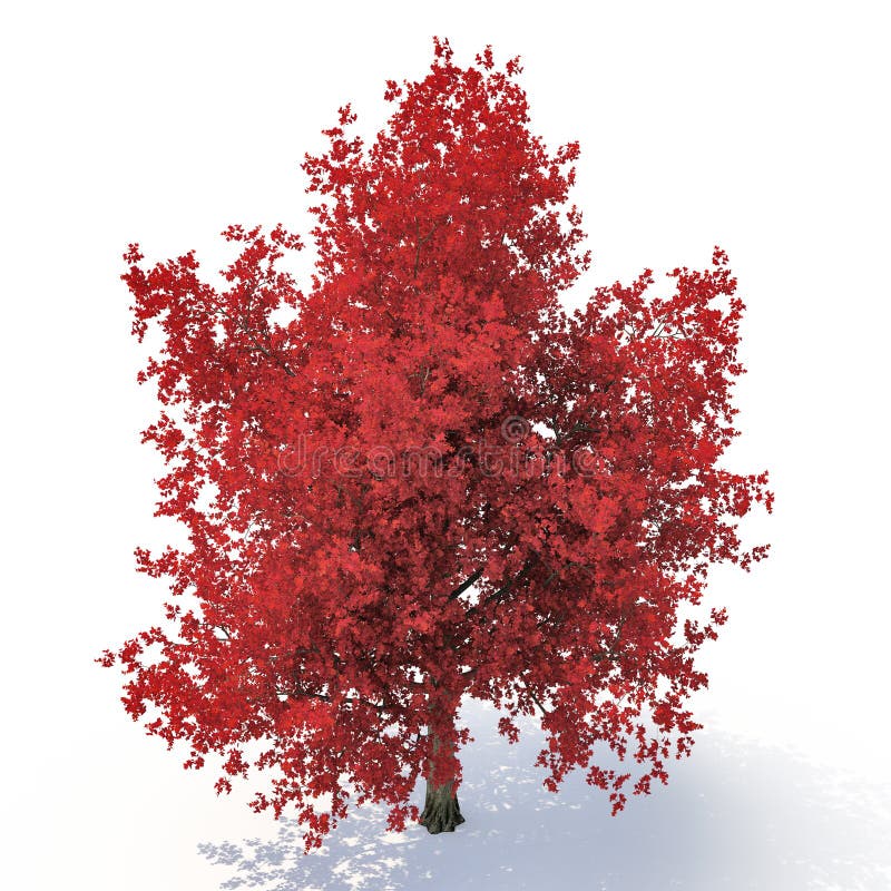 Red Autumn Old Maple Tree Isolated on White. 3D Illustration Stock ...
