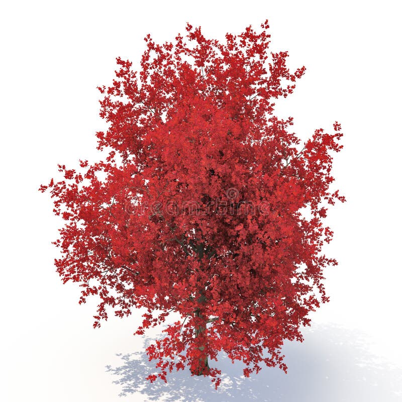 Red Autumn Old Maple Tree Isolated on White. 3D Illustration Stock ...
