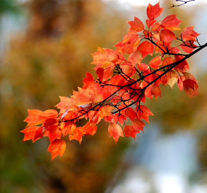 The red autumn maples stock photo. Image of maple, detail - 7342896