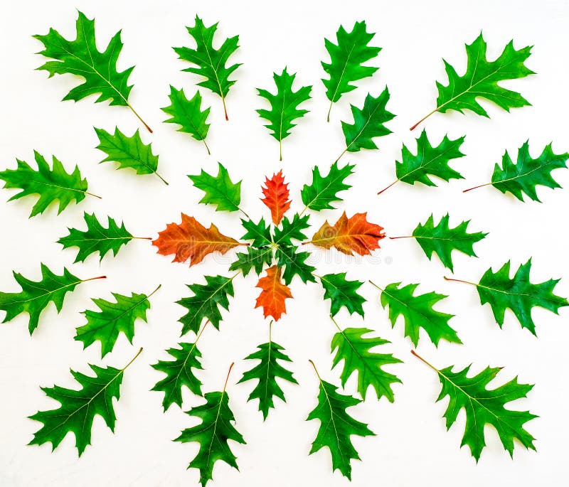 Oak Leaf Pattern Autumn Background Stock Photo - Image of nature ...
