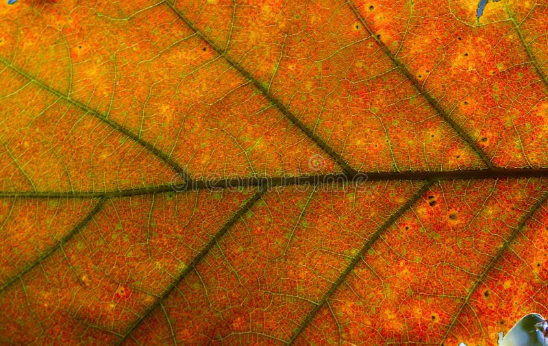 Red Autumn Oak Leaf Pattern Stock Image - Image of plant, foliage ...