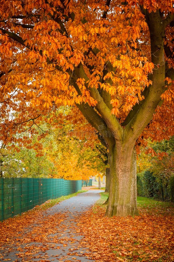 Red Autumn Oak Tree Stock Image - Image: 26120781