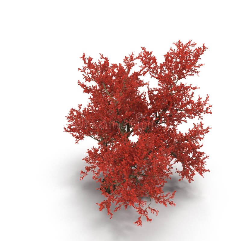 Red Autumn Old Maple Tree Isolated on White. 3D Illustration Stock ...