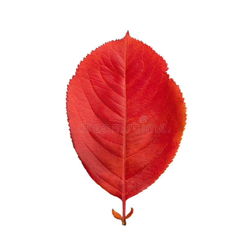 Red Autumn Oval Leaf Isolated on White Background Stock Image - Image ...