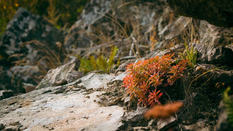 Autumn plants on the roots stock image. Image of forest - 263202873