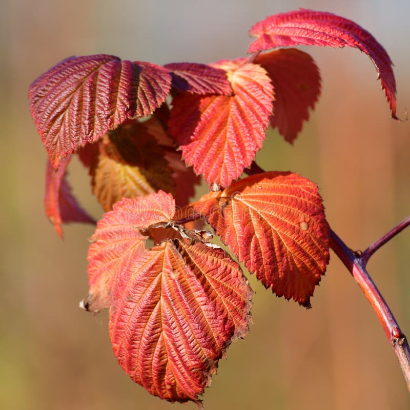 Red Autumn Raspberry Leaves on a Branch. Stock Photo - Image of foliage ...