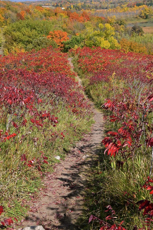 Red Autumn Sumac Surrounds a Downhill Hiking Path Stock Image - Image ...