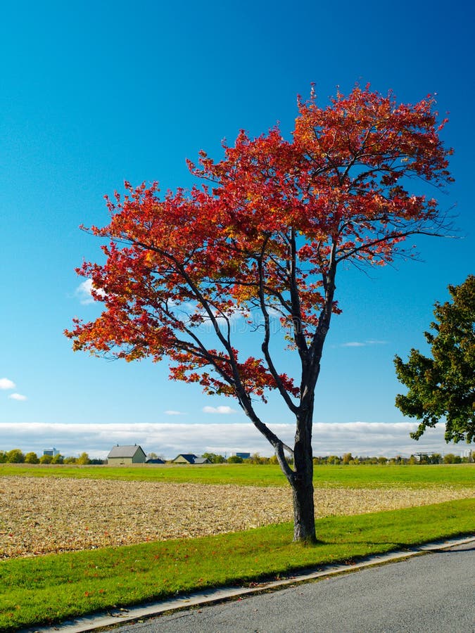 Red autumn tree stock photo. Image of scenic, leaf, landscape - 6263910