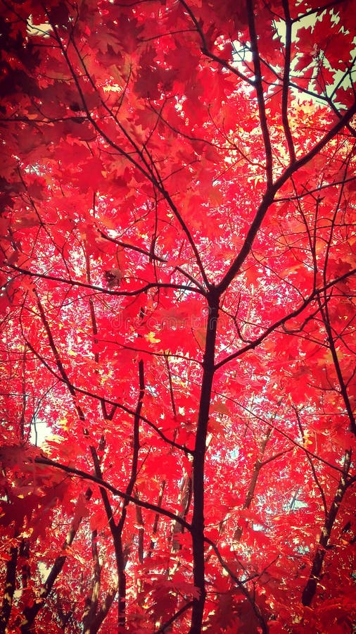 Red autumn stock photo. Image of tree, fall, color, autumn - 106303674