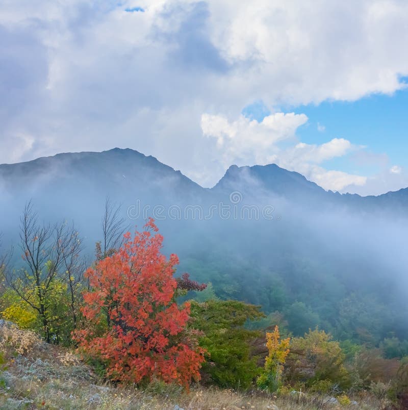 Red Autumn Tree Growth on Mount Slope Stock Photo - Image of mount ...