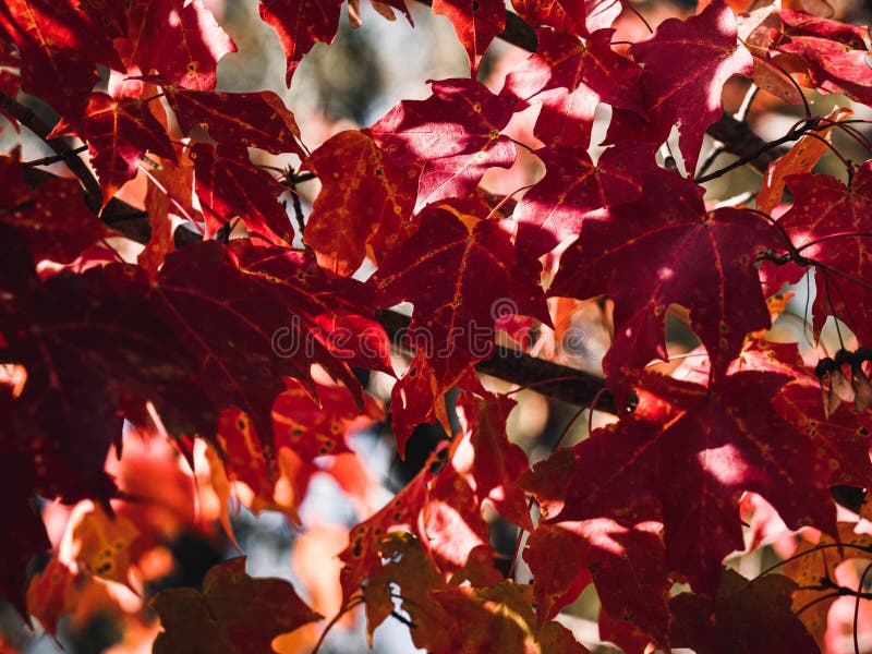 Red autumn tree leaves stock photo. Image of wallpaper - 255006402