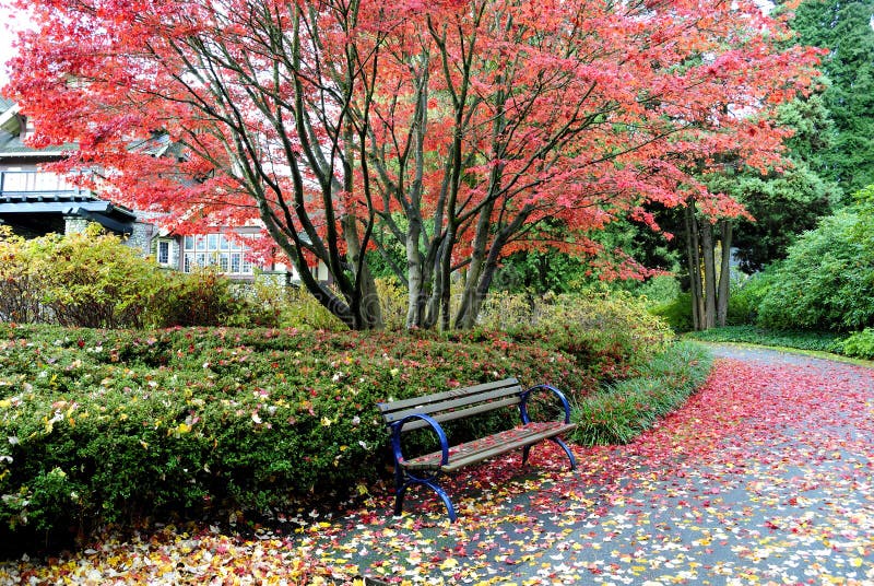 Red Autumn Tree in the Park Stock Image - Image of green, maple: 27416539