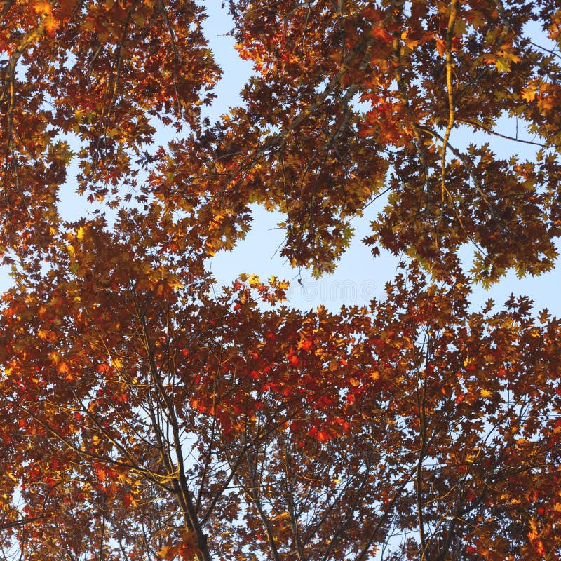 Red Autumn Trees Against the Blue Sky. View from Below. Stock Image ...