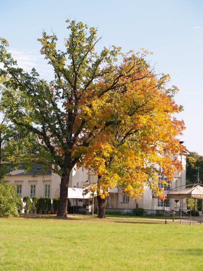Red Autumn Trees in Classic Park Stock Image - Image of branch, forest ...