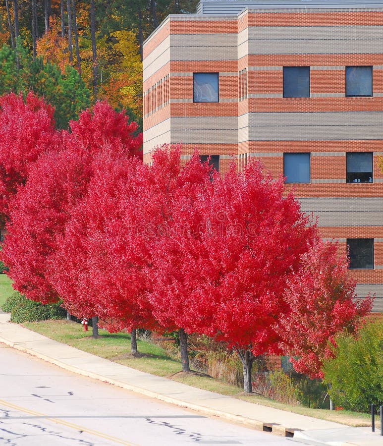 794 Outside Commercial Building Trees Stock Photos - Free & Royalty ...