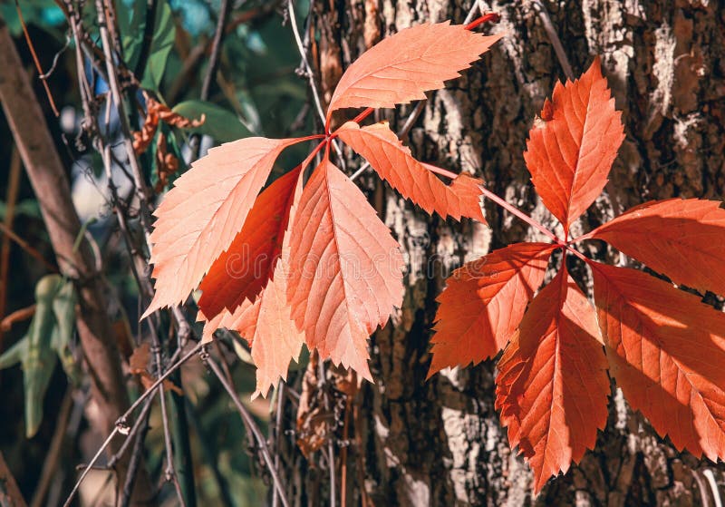 Red Autumn Wild Grape Leaves on the Trunk of a Tree Stock Photo - Image ...