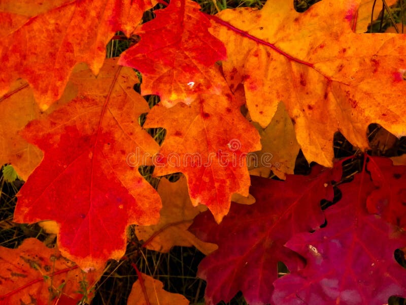 Red Autumnal Leaves As Nature Background Stock Image - Image of maple ...