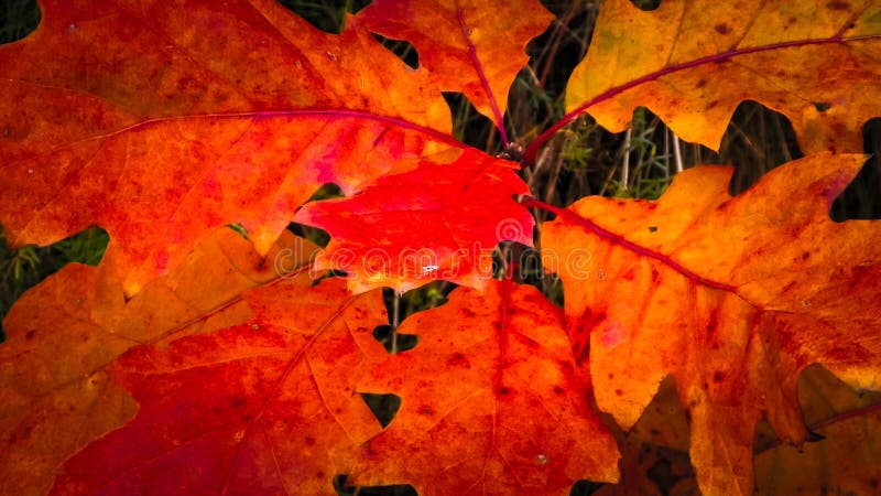 Red Autumnal Leaves As Nature Background Stock Image - Image of natural ...
