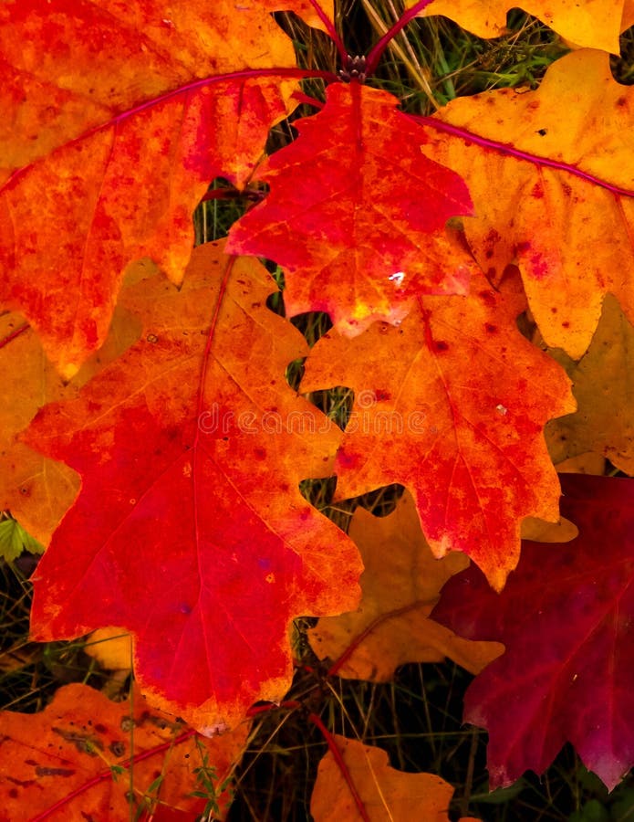 Red Autumnal Leaves As Nature Background Stock Photo - Image of maple ...