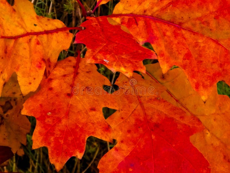 Red Autumnal Leaves As Nature Background Stock Image - Image of ...