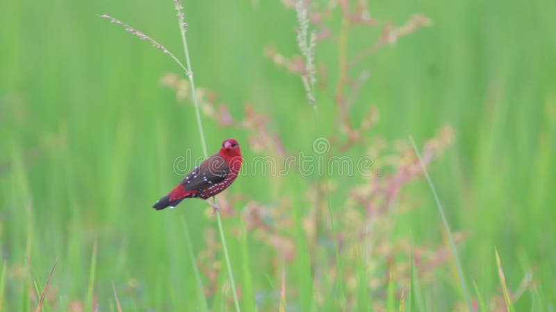 Red Avadavat Birds in Thailand and Southeast-Asia. Stock Footage ...