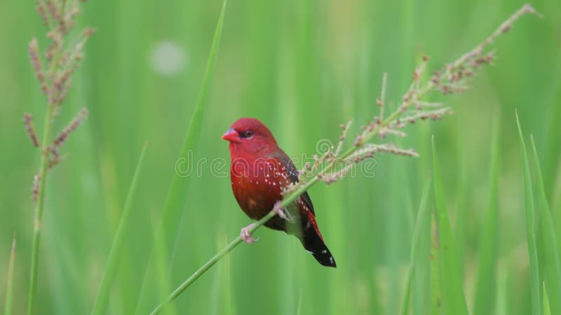 Red Avadavat Birds in Thailand and Southeast-Asia. Stock Footage ...
