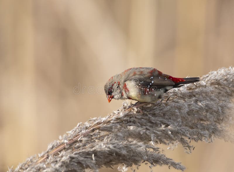 Red Avadavat Red Munia Female Bird Stock Photo - Image of munia, bird ...
