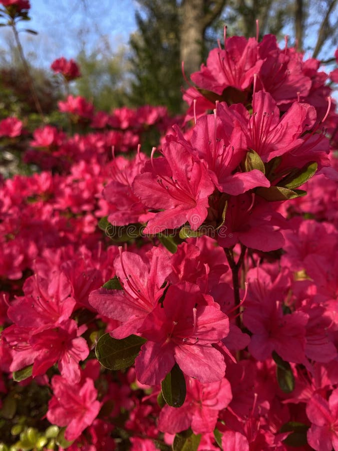 Bright Red Azalea Flowers Planted in a Pot Stock Photo - Image of ...