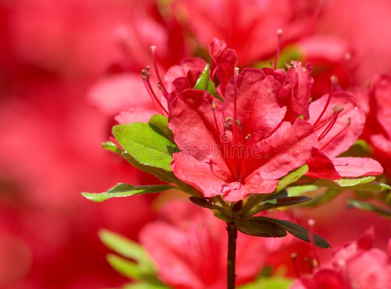 Red azalea stock image. Image of spring, azalea, nature - 477179