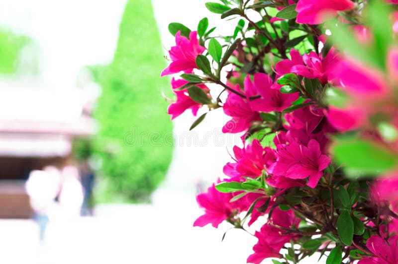 Azalea Bloom with Yellow Butterfly Sampling Pollen Stock Image - Image ...
