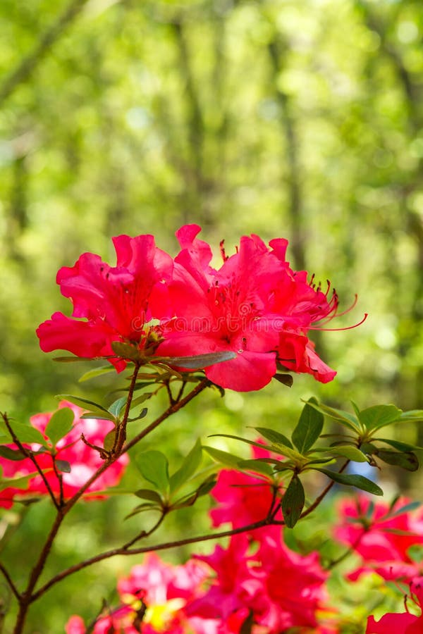 Red Azalea stock image. Image of landscaping, azaleas - 88912127